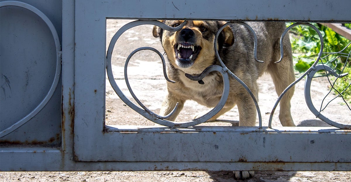 Safety Meeting: Protecting Employees from Dog Bites - Safe At Work ...