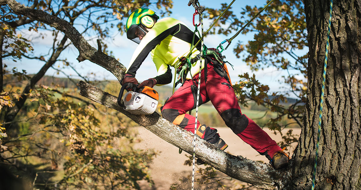 Tree Worker Safety-Identifying Hazards & Preventing Injuries