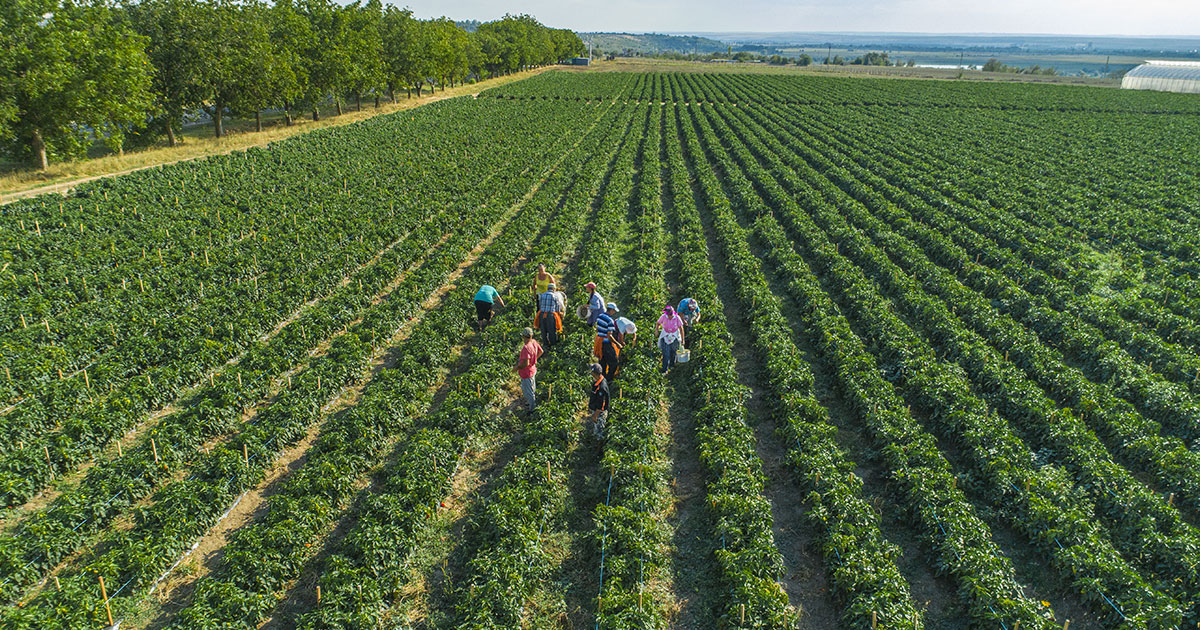 Row Crop Harvesting - Safe At Work California